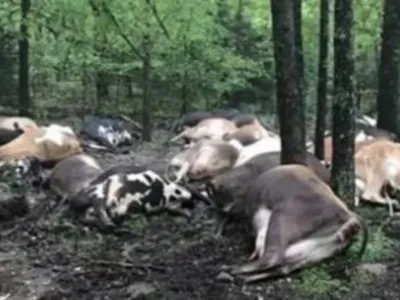 Farmer Finds Pasture Empty, Sees All 32 Dead Cows In One Big Pile